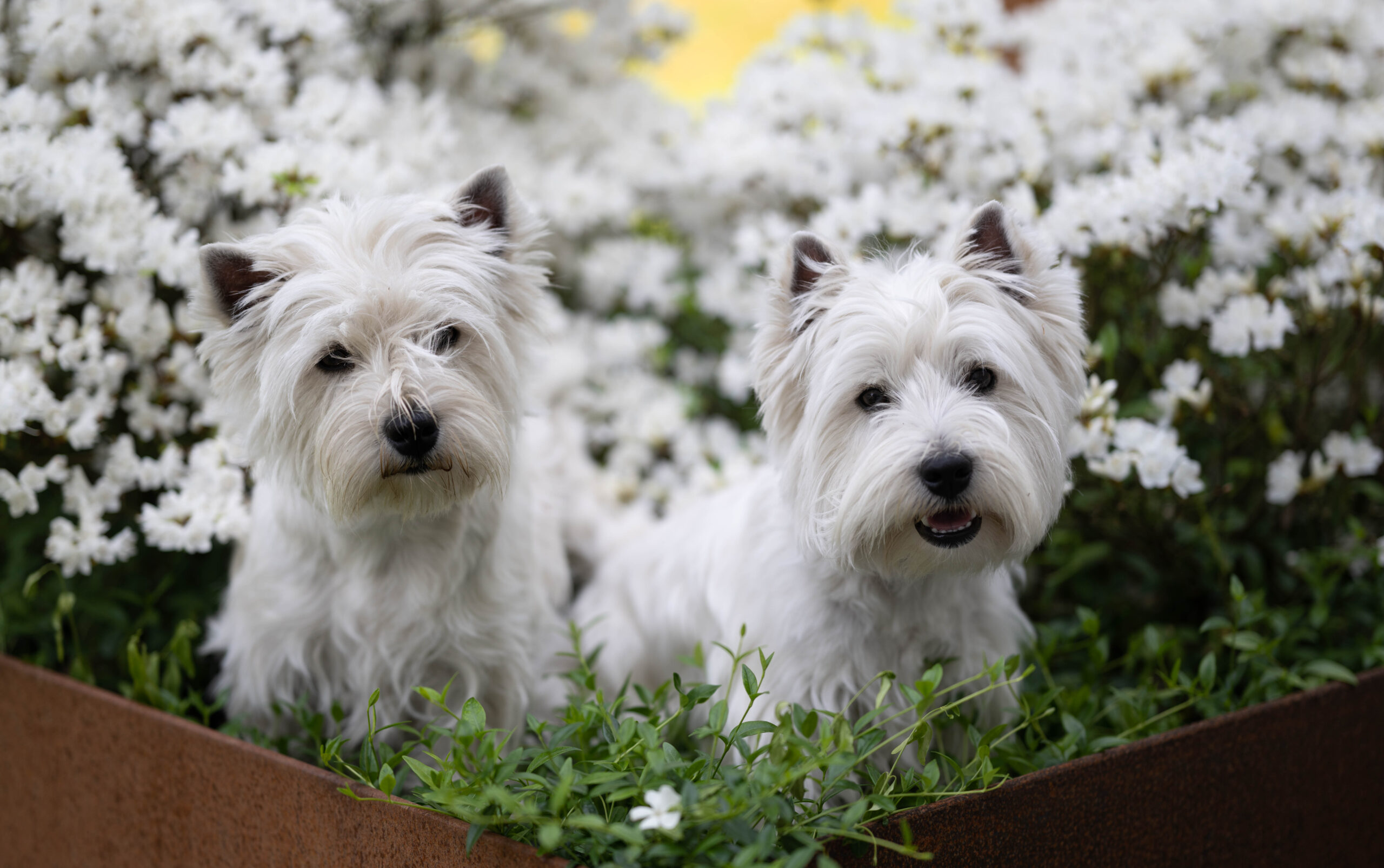 E.T. – Snowflake Mountain